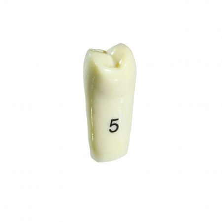 Columbia 860 Typodont Teeth | Stevenson Dental Solutions