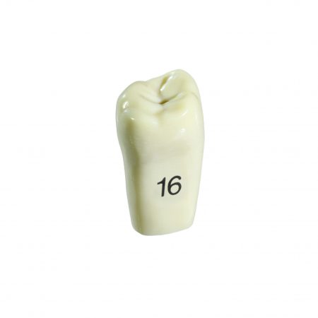 Typodont Tooth Columbia #16 | Stevenson Dental Solutions