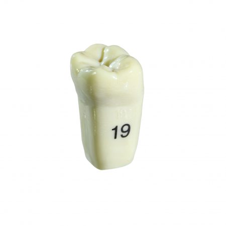 Typodont Tooth Columbia #19 | Stevenson Dental Solutions