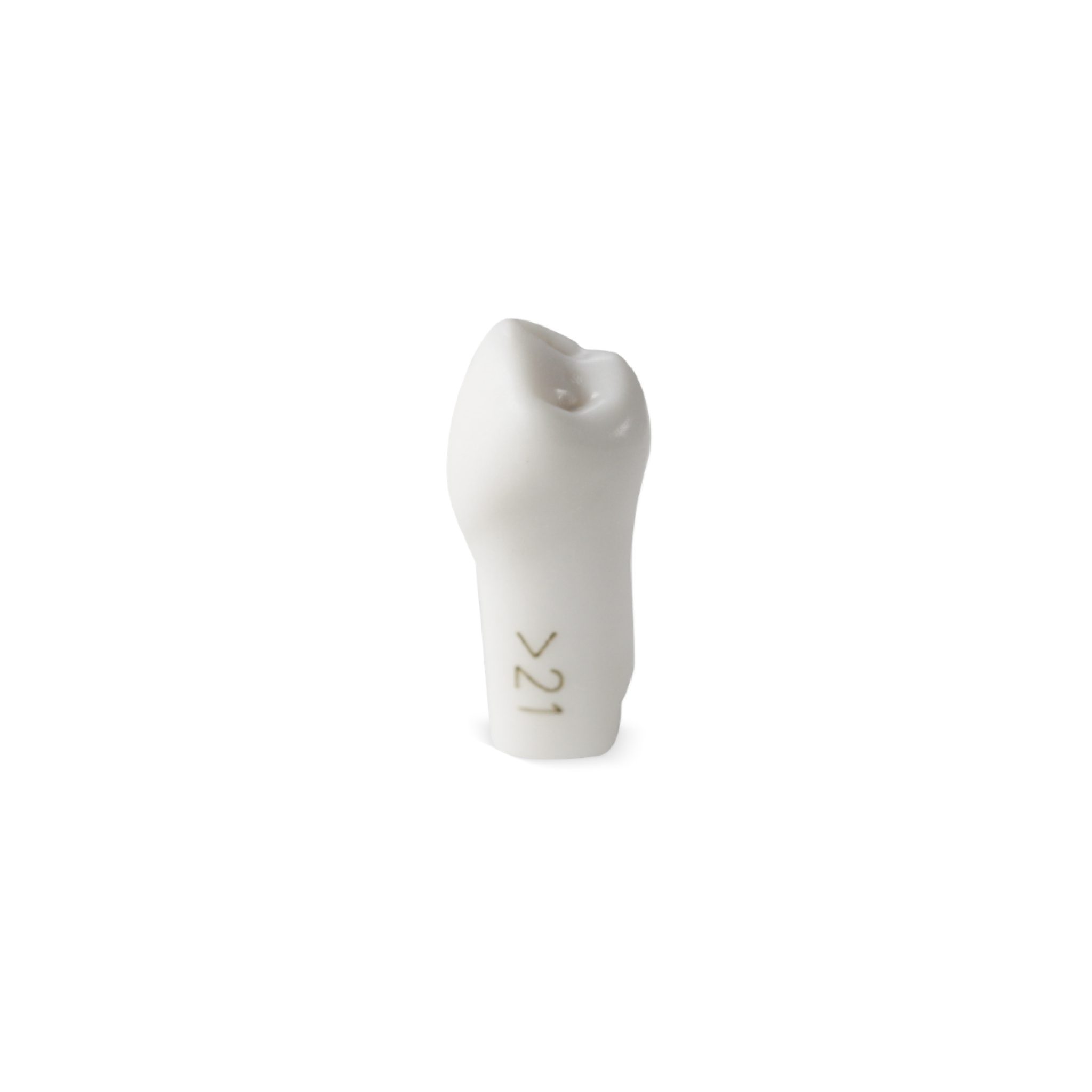 ModuPRO One Replacement Tooth #21 | Stevenson Dental Solutions